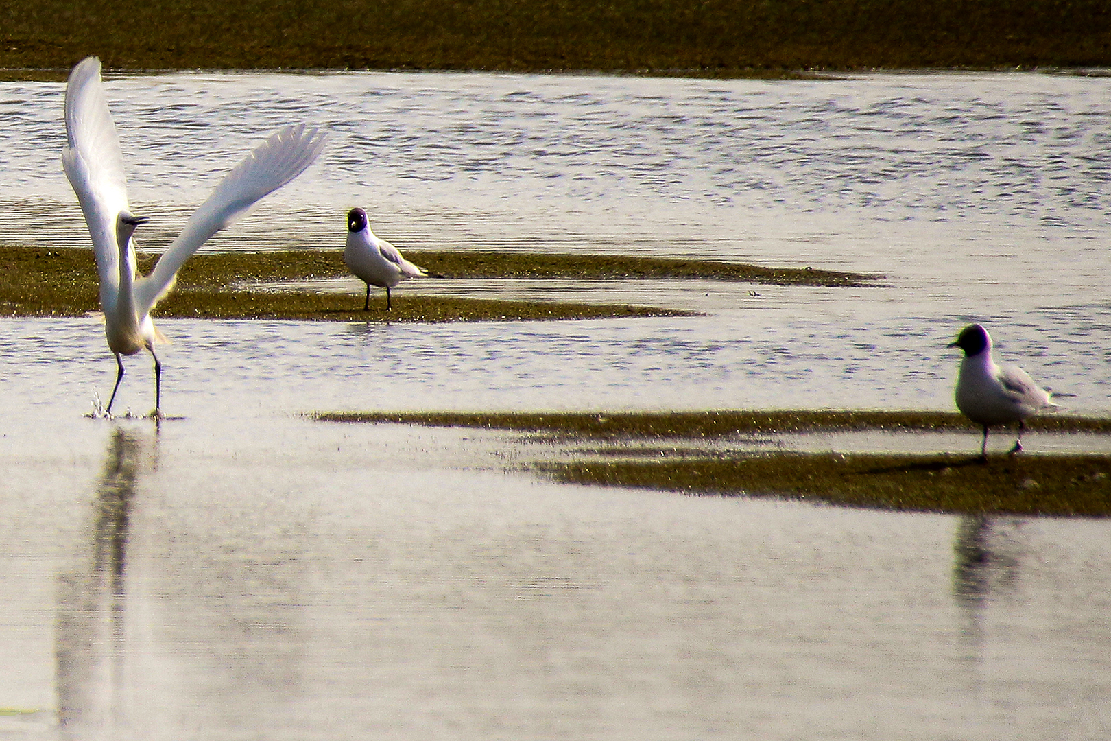 Der Tanz... Foto & Bild | world, spezial, natur Bilder auf fotocommunity