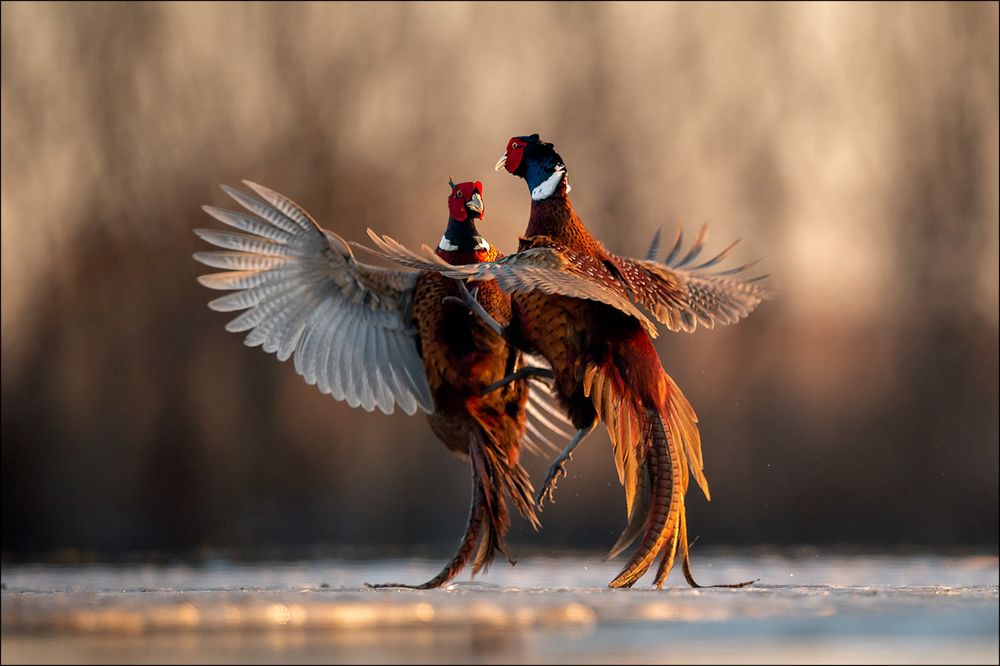 der Tanz der Fasane Foto & Bild | fotos, world, wasser Bilder auf ...