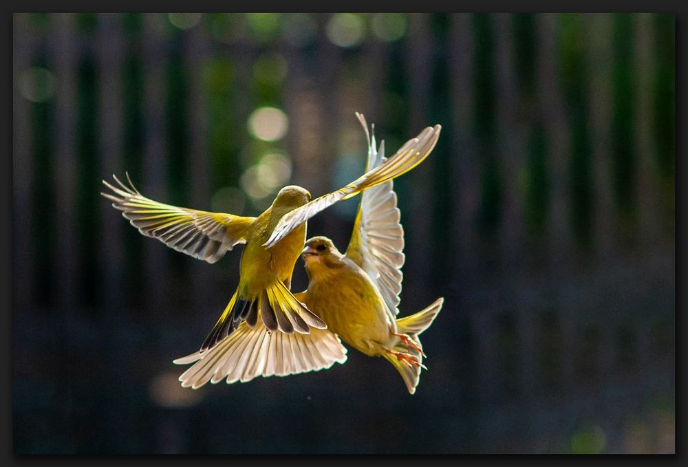 der Tanz in der Luft Foto & Bild | tiere, vögel, natur Bilder auf ...