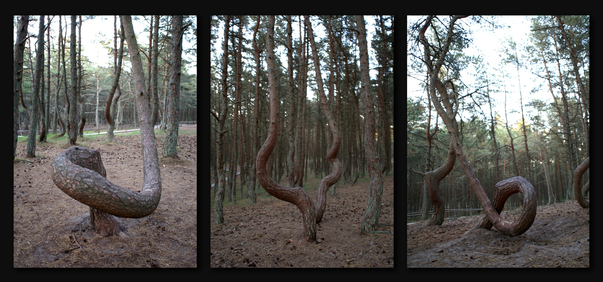 Der tanzende Wald 2 - The dancing Forest Foto & Bild | landschaft, wald ...