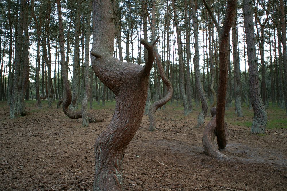 Der tanzende Wald - The dancing Forest Foto & Bild | landschaft, wald ...