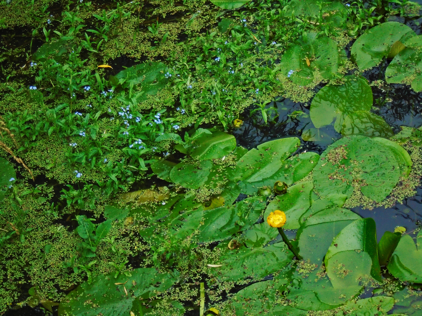 Der Teich Foto & Bild | landschaft, projekte, bach, fluss & see Bilder ...