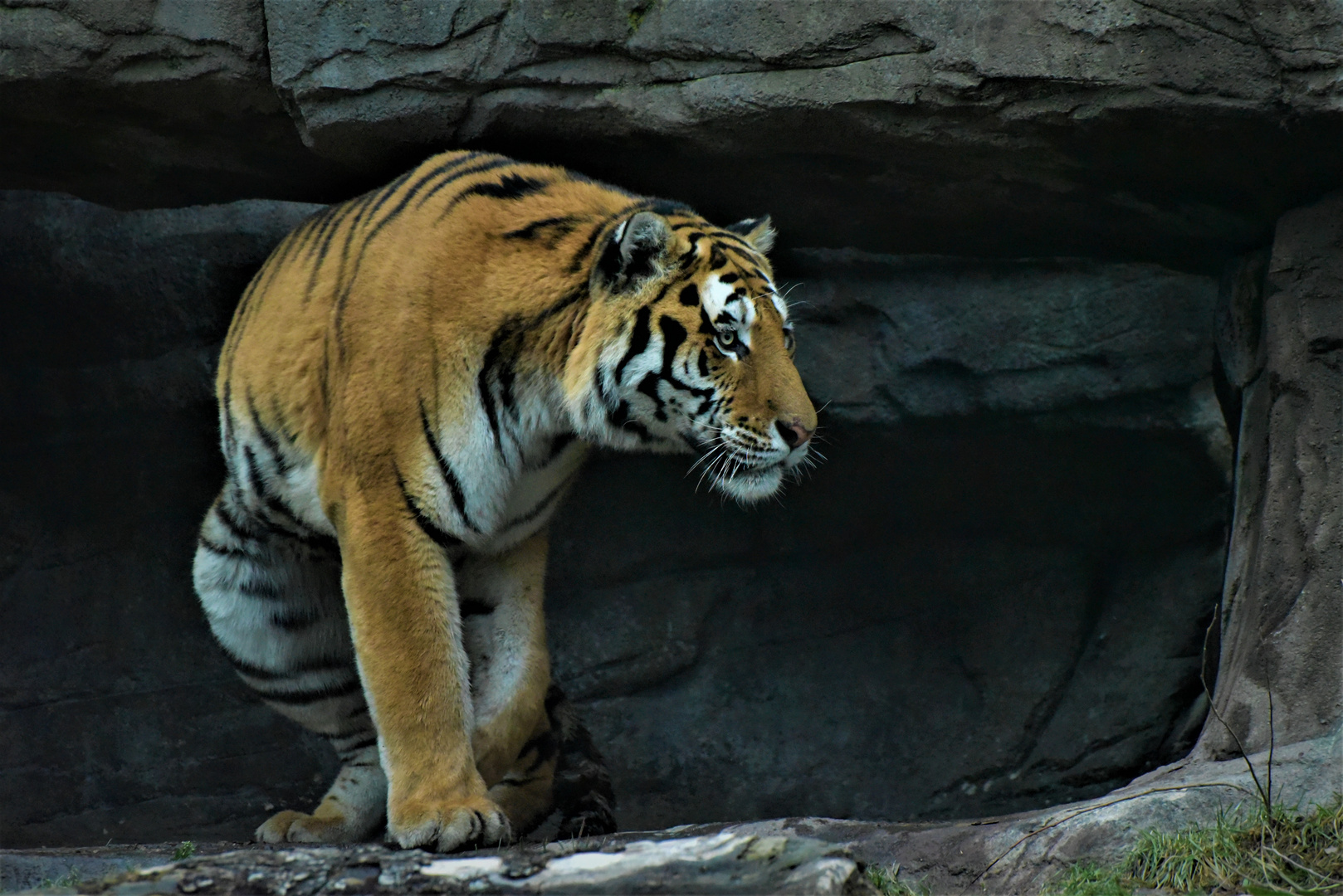 Der Teiger. Foto & Bild | tiere, zoo, wildpark & falknerei, säugetiere ...