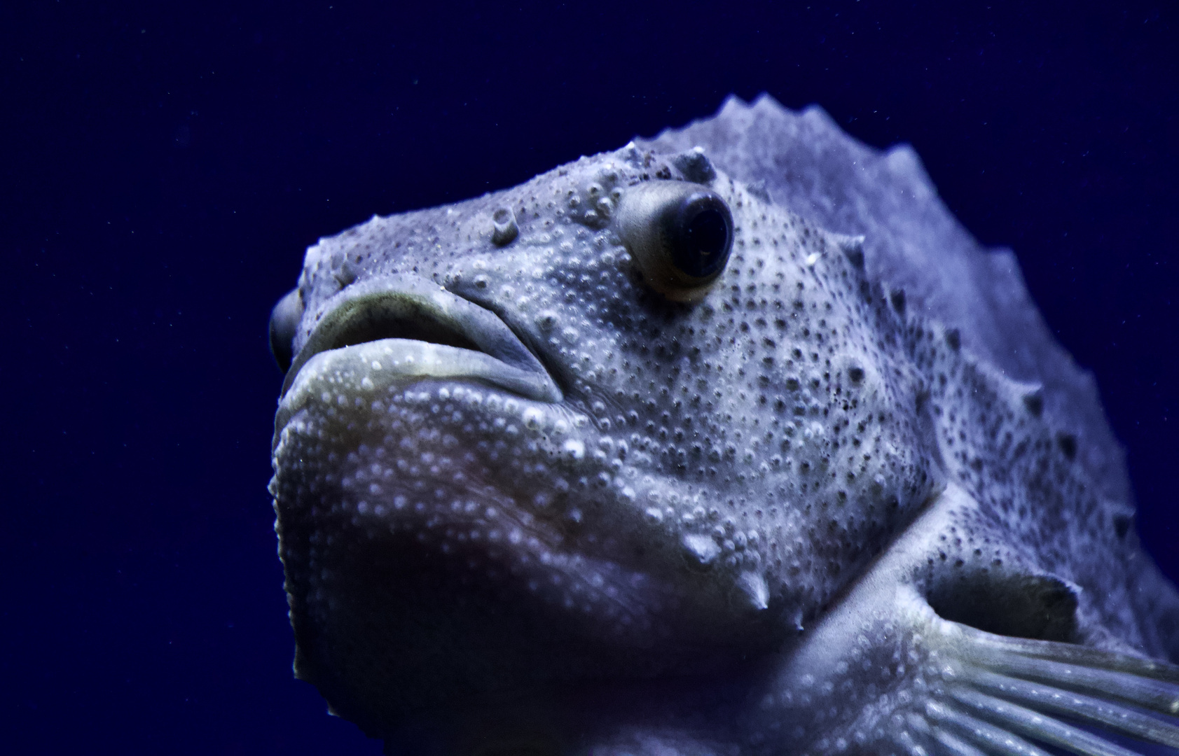 Der Tiefseefisch... Foto & Bild | europe, scandinavia, norway Bilder ...