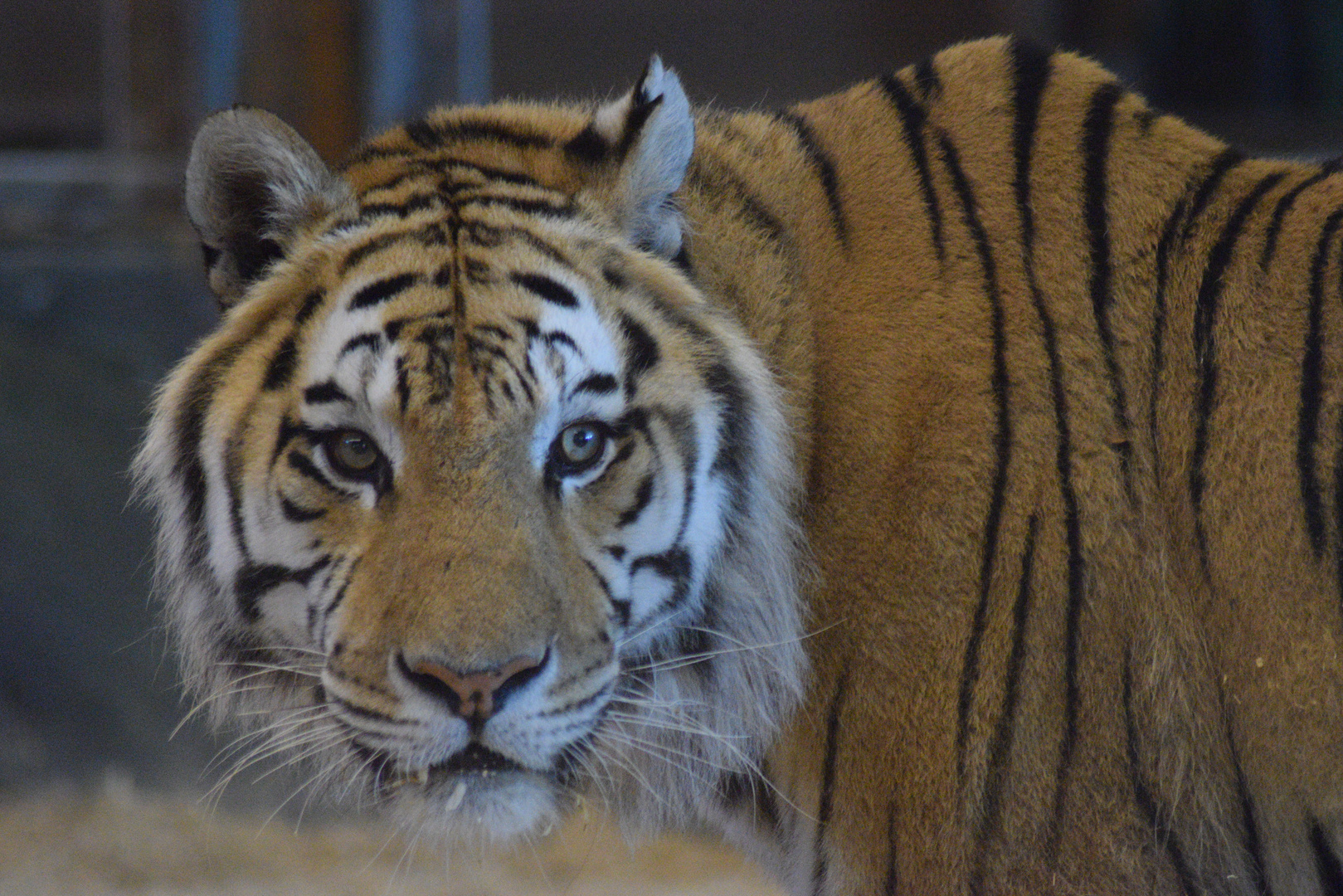 Der Tiger Foto & Bild | tiere, natur Bilder auf fotocommunity