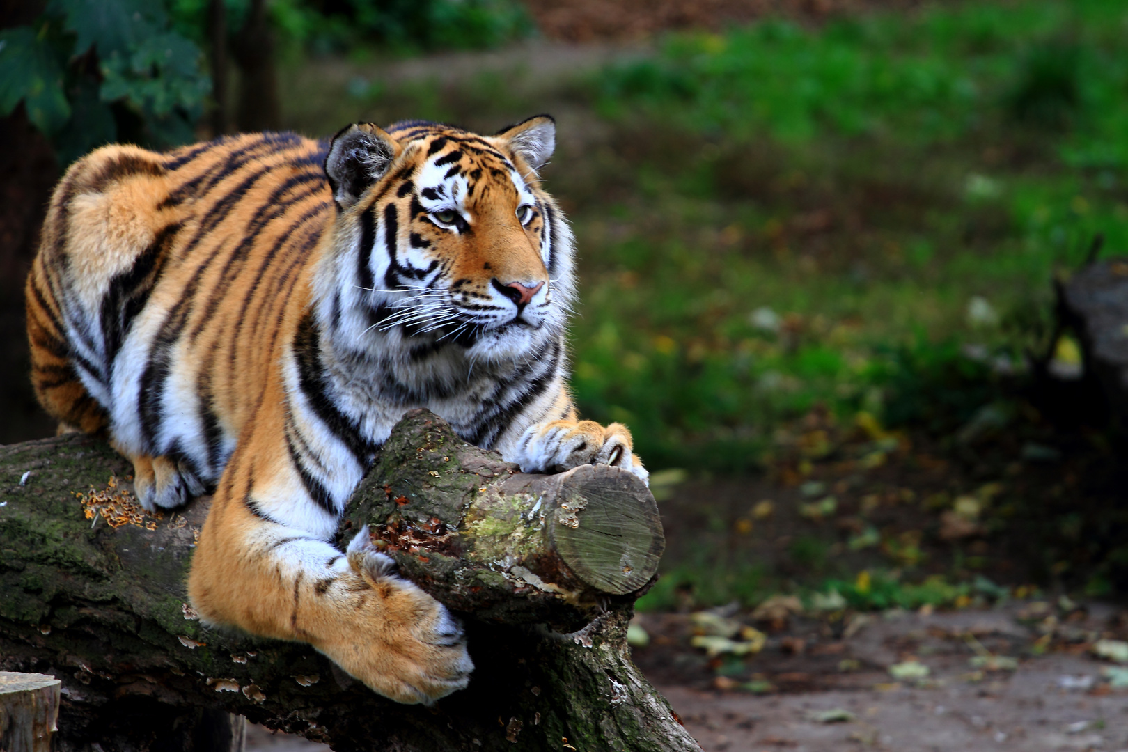 Der Tiger Foto & Bild | tiere, zoo, wildpark & falknerei, säugetiere ...
