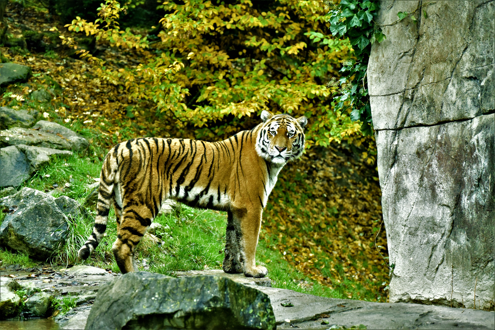 Der Tiger. Foto & Bild | tiere, zoo, wildpark & falknerei, säugetiere ...