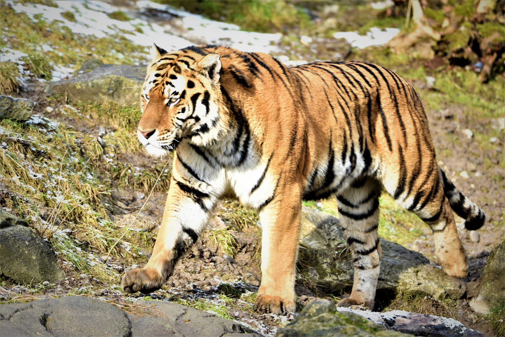 Der Tiger. Foto & Bild | city, natur, schweiz Bilder auf fotocommunity