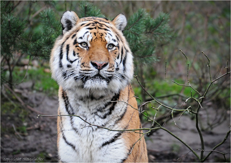 Der Tiger mit den süssen Ohren...... Foto & Bild | tiere, zoo, wildpark ...