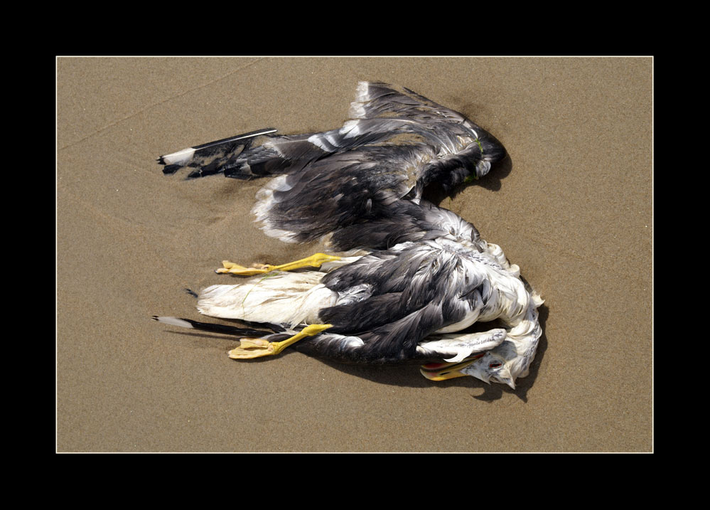 Der Tot Foto & Bild | tiere, wildlife, wild lebende vögel Bilder auf ...