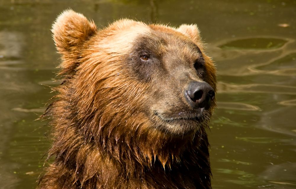 Der traurige Blick Foto & Bild | tiere, natur Bilder auf fotocommunity