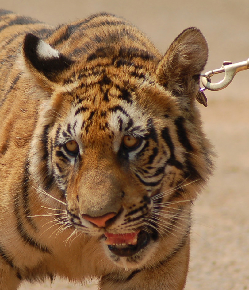 Der traurige Blick Foto & Bild | tiere, thailand, laos, natur Bilder ...