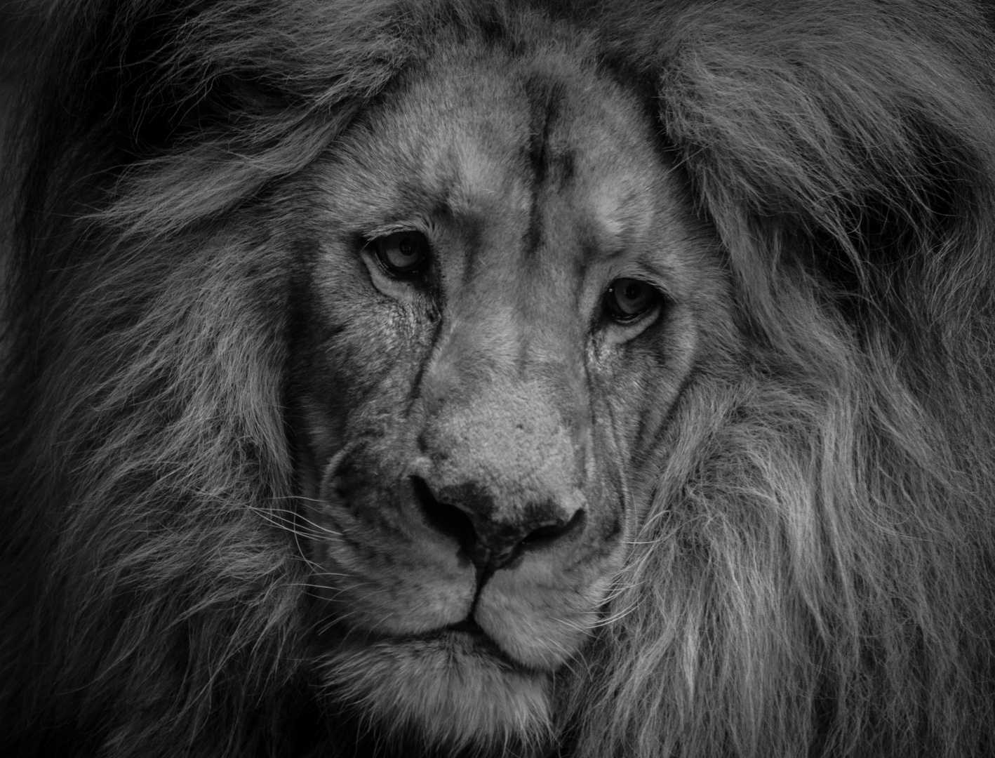 der traurige Löwe von Leipzig Foto & Bild | tiere, zoo, wildpark ...