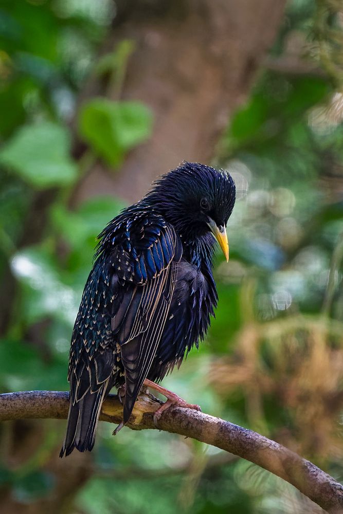 Der traurige Star Foto & Bild | tiere, wildlife, wild lebende vögel ...