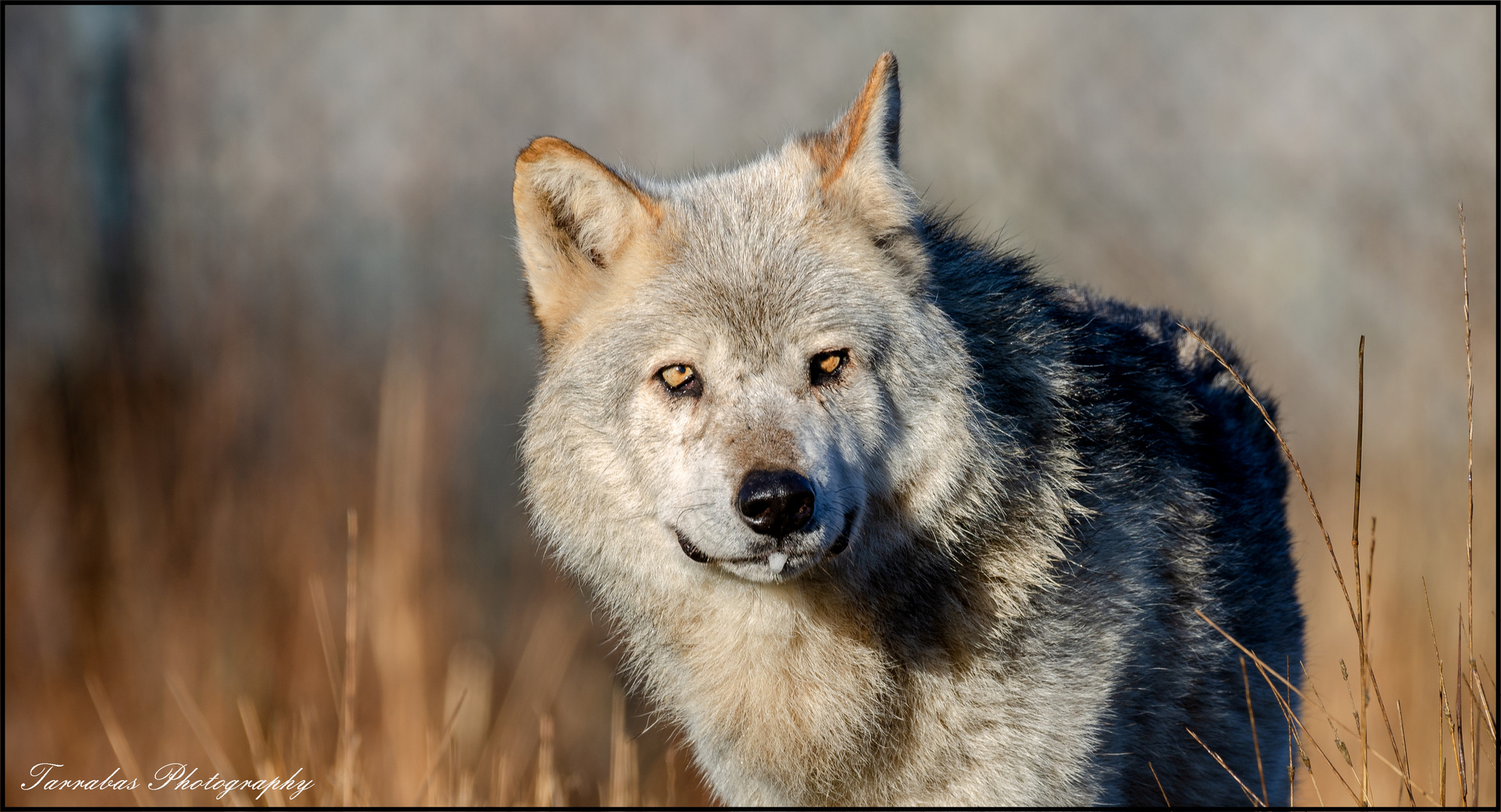 Der traurige Wolf Foto & Bild | tiere, tierdetails, natur Bilder auf ...