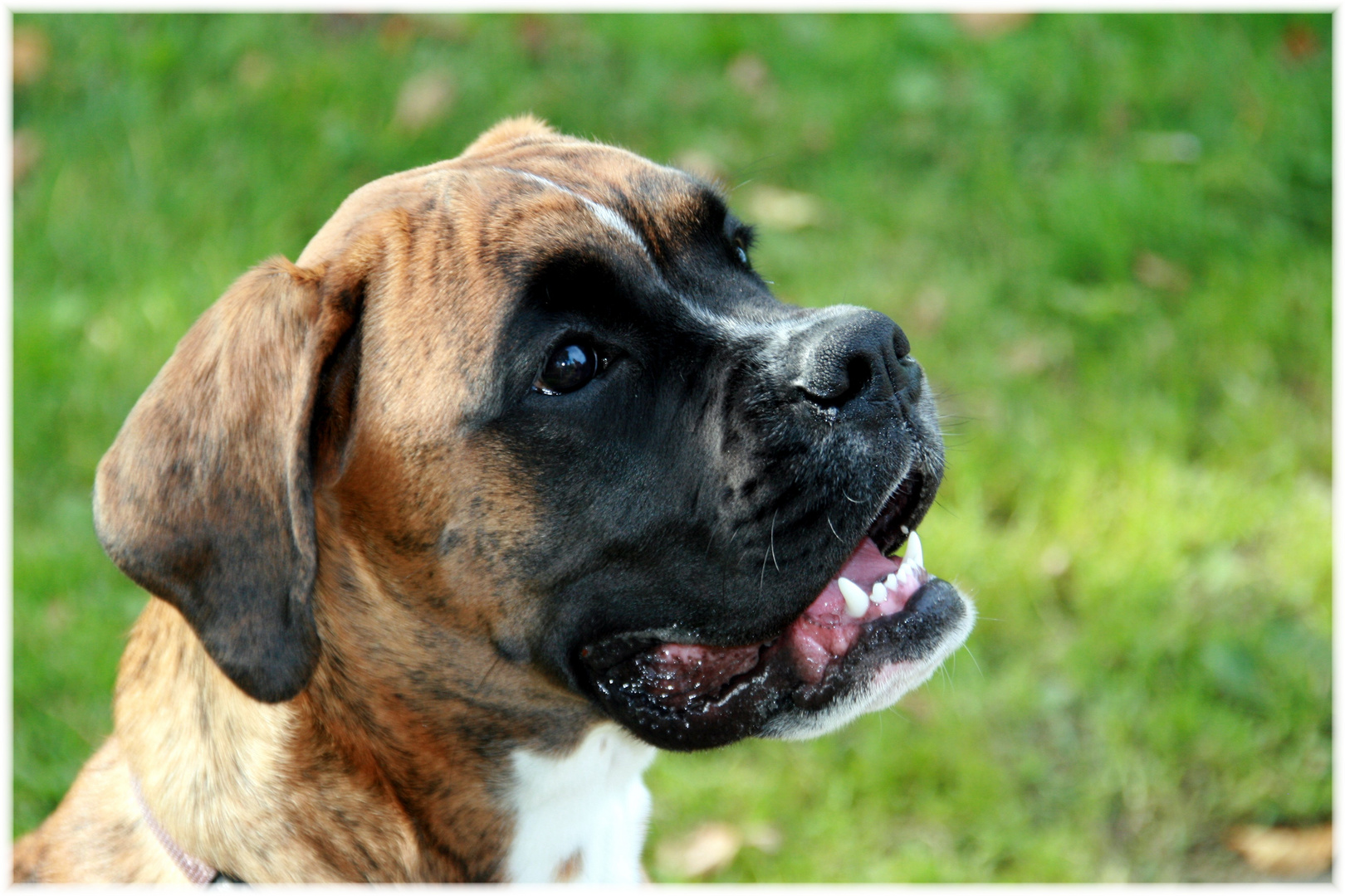 der treue blick Foto & Bild | tiere, haustiere, hunde Bilder auf ...