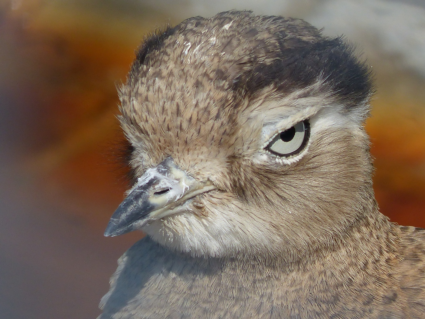 - Der Triel aus Peru- Foto & Bild | tiere, zoo, wildpark & falknerei ...