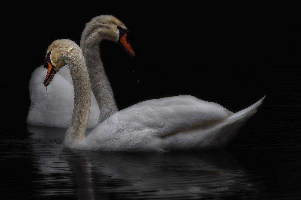 der tropfen Foto & Bild | bearbeitungs - techniken, filtertechniken ...