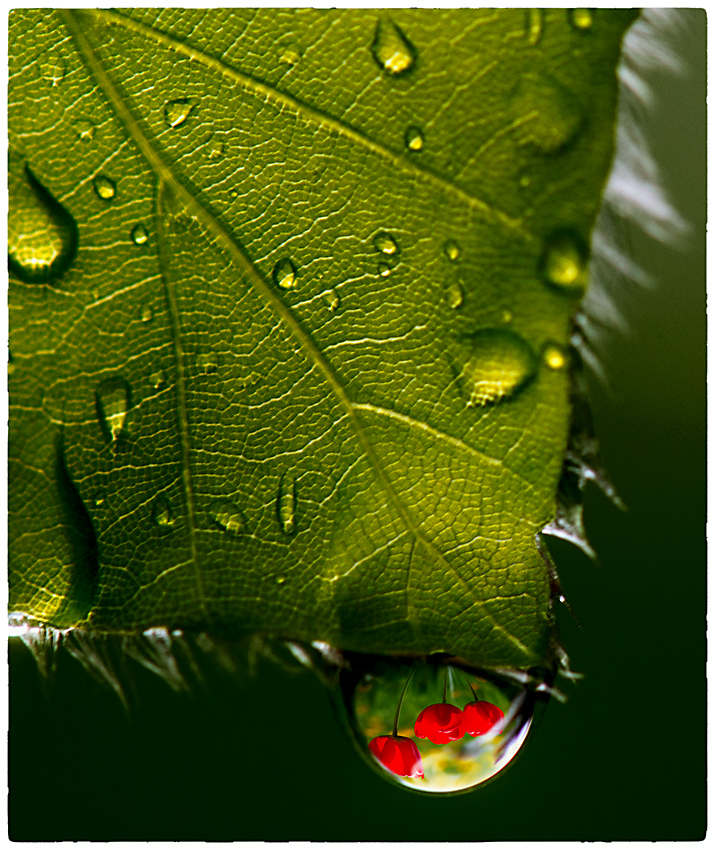 der Tropfen Foto & Bild | archiv, a r c h i v aktuell, wasser Bilder ...