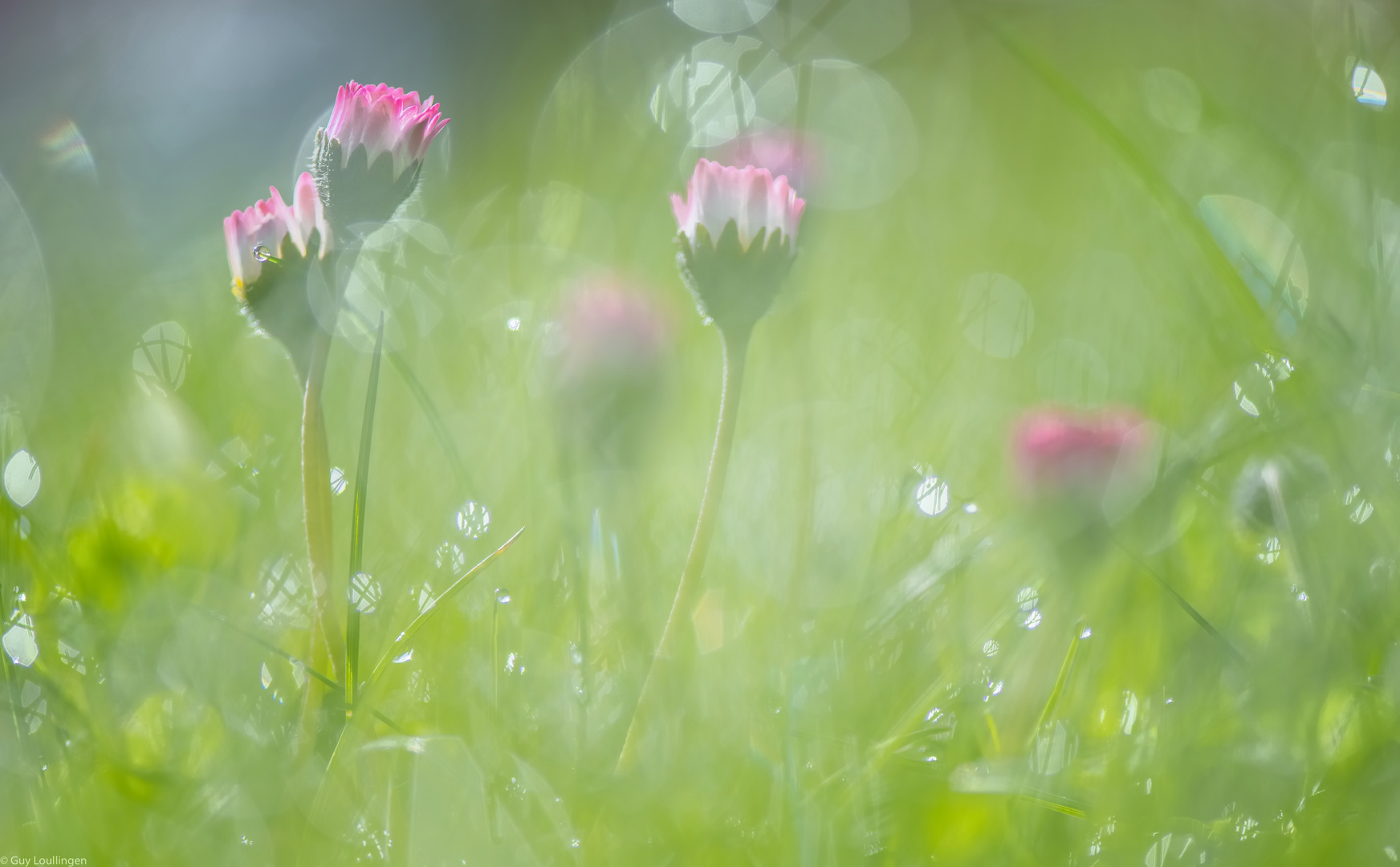 der Tropfen Foto & Bild | outdoor, makro, frühling Bilder auf fotocommunity