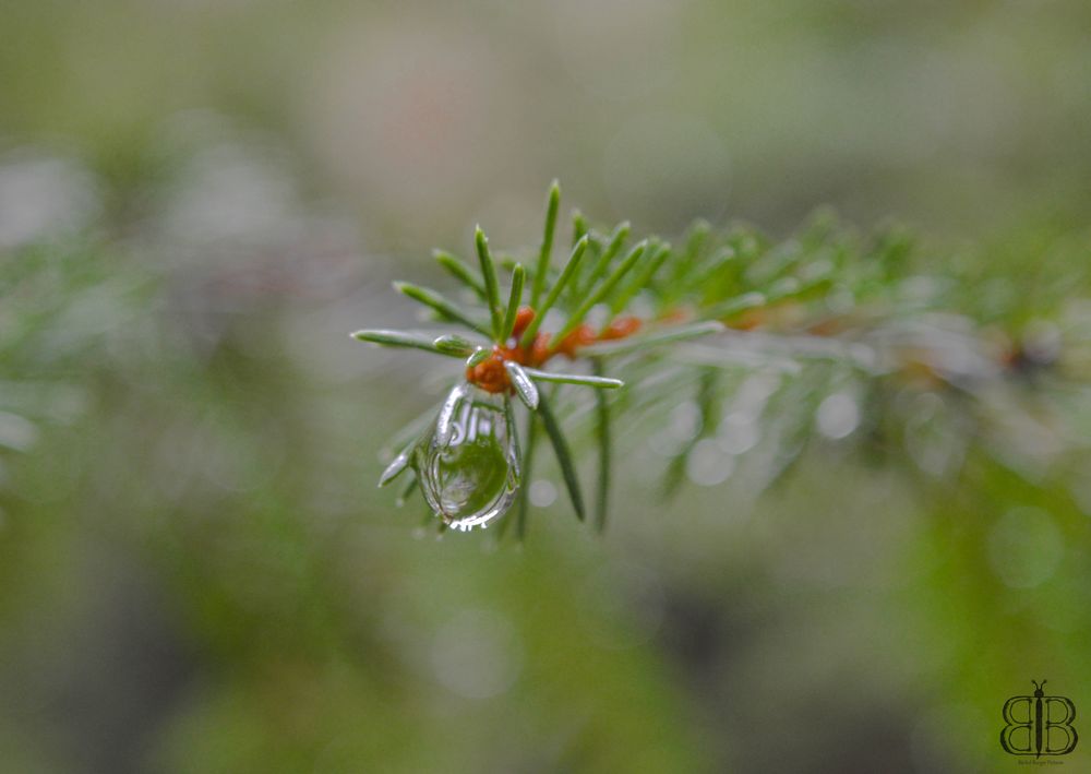 Der Tropfen Foto & Bild | landschaft, wald, wasser Bilder auf fotocommunity