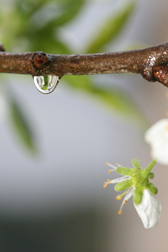 der Tropfen Foto & Bild | baum, frühling, frühblüher Bilder auf ...