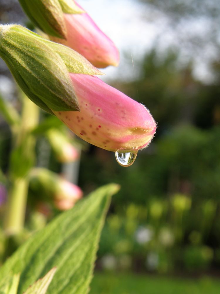 Der Tropfen Foto & Bild | natur-makros, natur-kreativ ...