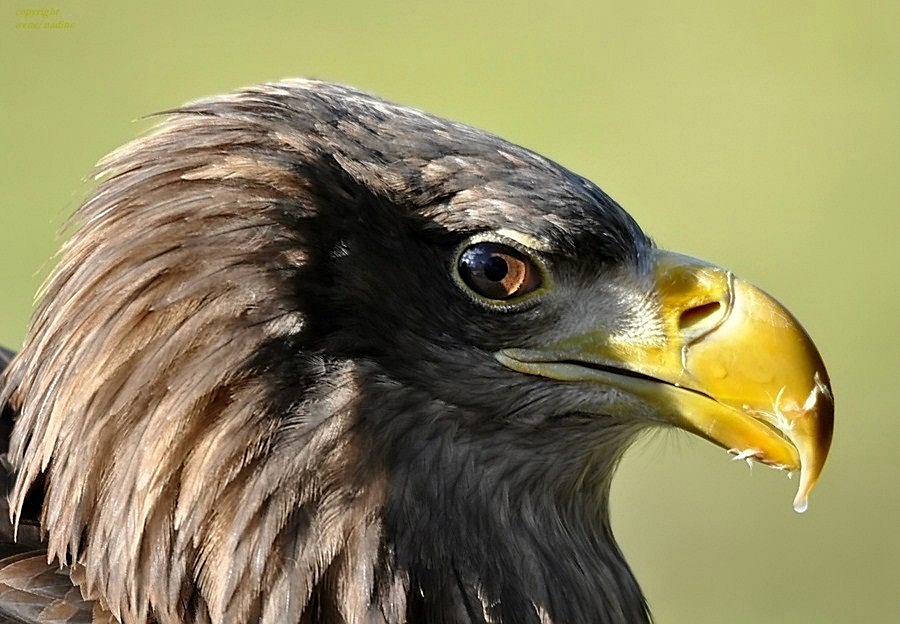 Der TROPFEN !!! Foto & Bild | tiere, zoo, wildpark & falknerei, vögel ...