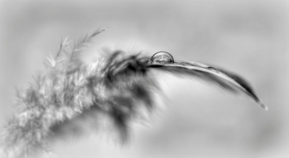 Der Tropfen Foto & Bild | pflanzen&blüten Bilder auf fotocommunity