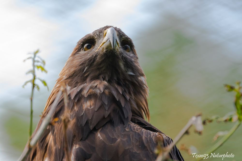 Der Überblick des Steinadlers Foto & Bild | tiere, zoo, wildpark ... Der Überblick des Steinadlers Foto & Bild | tiere, zoo, wildpark ...