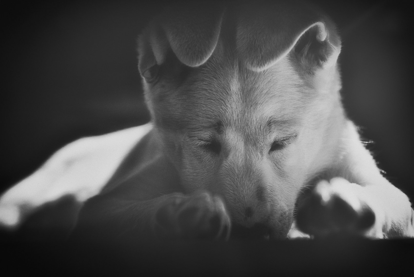 Der unglaublich traurige kleine Straßenhund :-( Foto & Bild | tiere ...