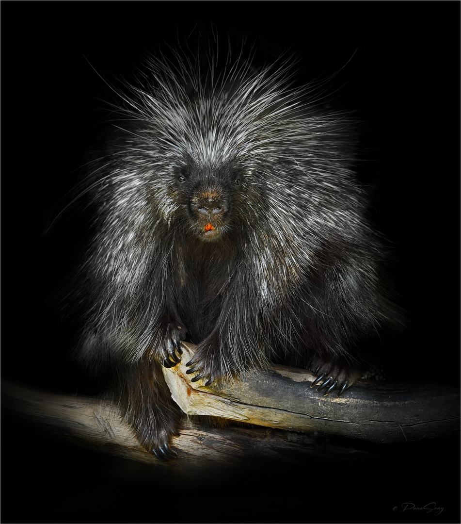 Der Urson Foto & Bild | natur, zoo, tiere Bilder auf fotocommunity