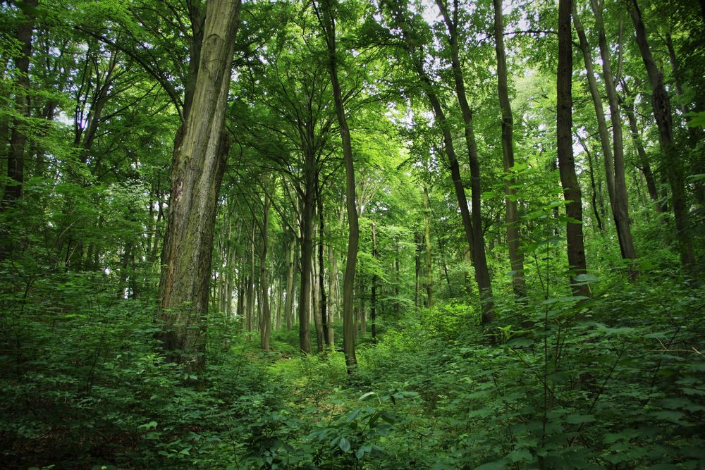 Der Urwald Foto & Bild | world, deutschland, thüringen Bilder auf ...