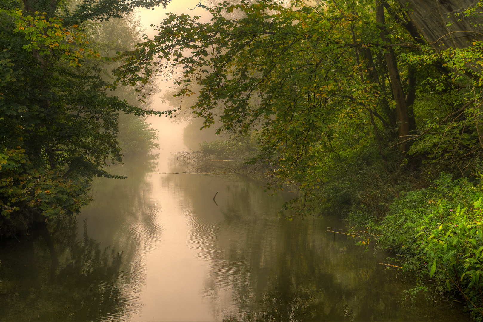 Der Urwald erwacht. Foto & Bild | landschaft, bach, fluss & see ...