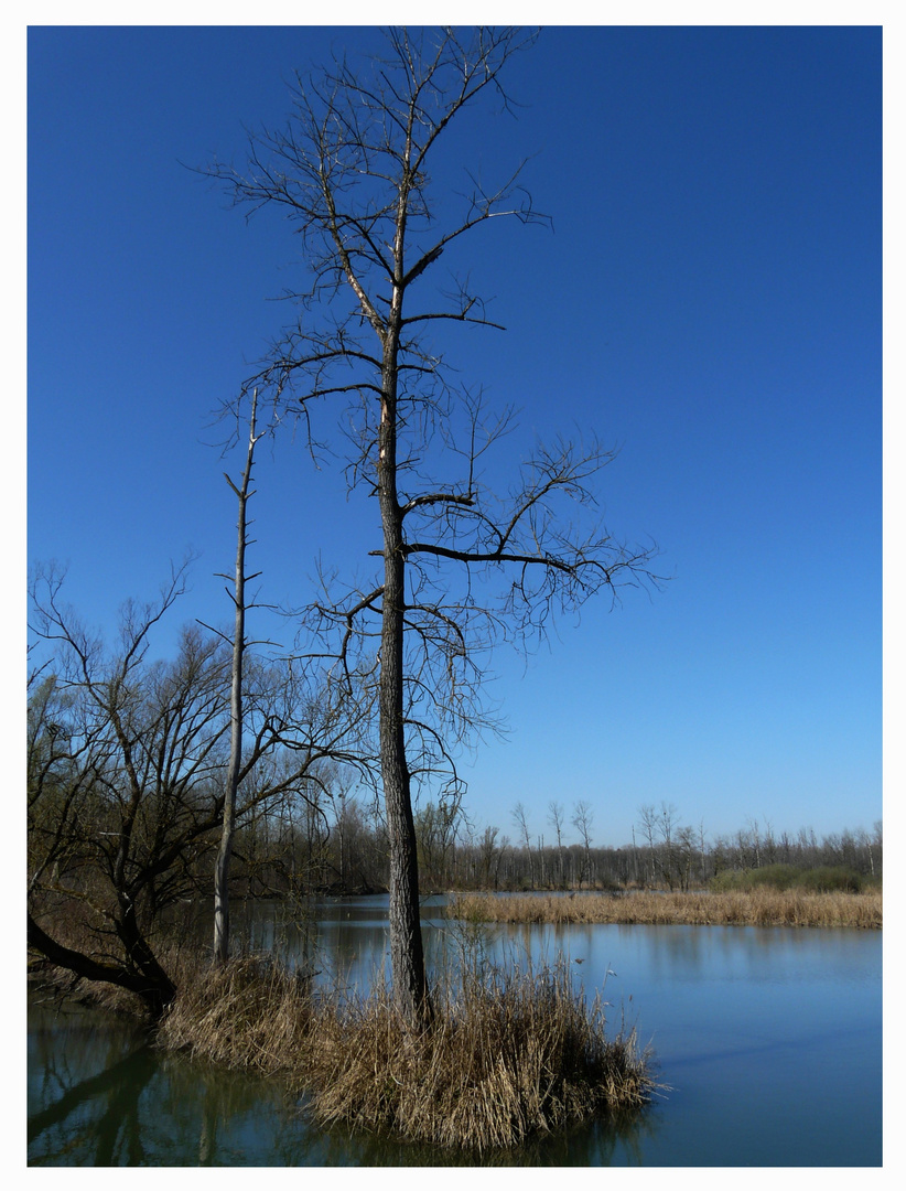 der Urwald lebt.... Foto & Bild | landschaft, lebensräume, natur Bilder ...