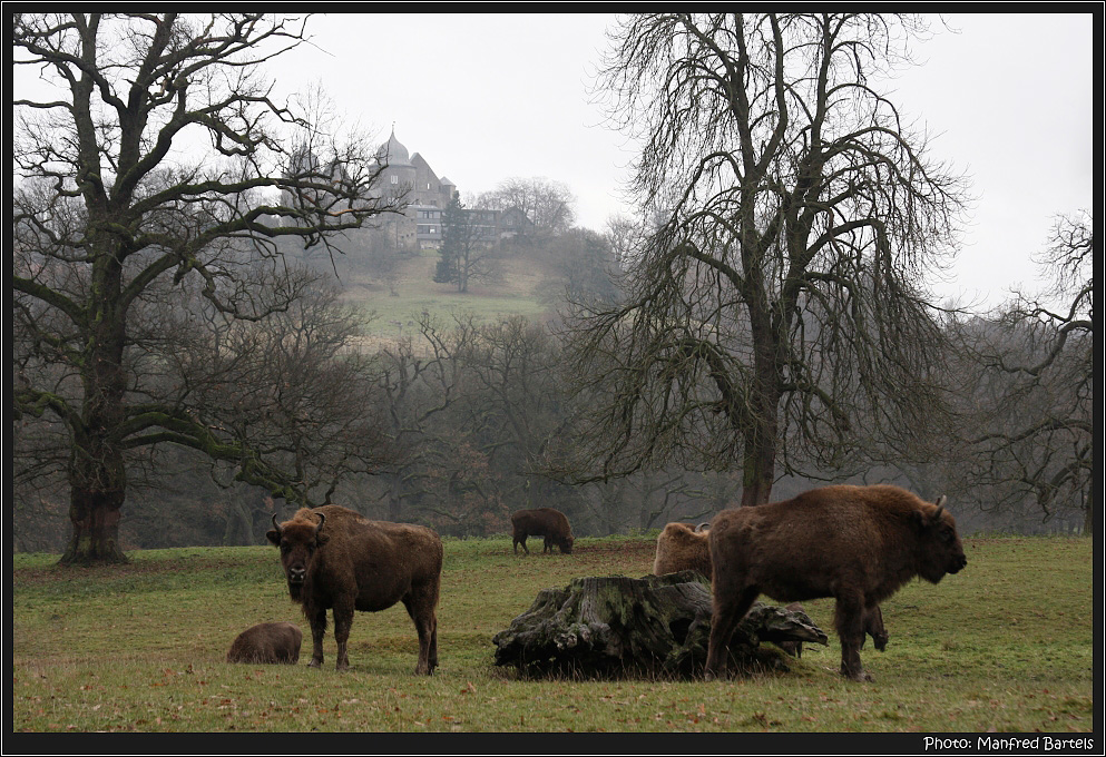 Der Urwald Sababurg... Foto & Bild | deutschland, europe, hessen Bilder ...
