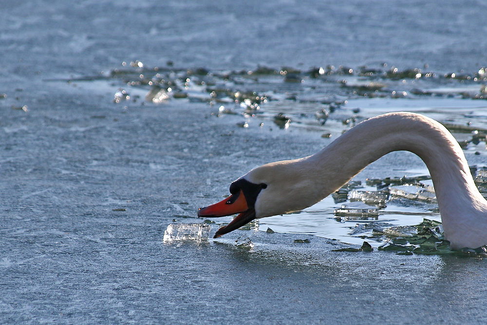 der Versuch Foto & Bild | tiere, wildlife, wild lebende vögel Bilder ...