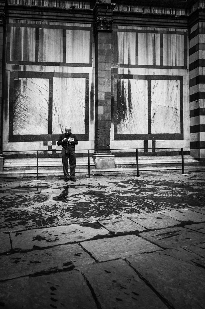 Der Versuch.....eine Taube zu fotografieren Foto & Bild ...