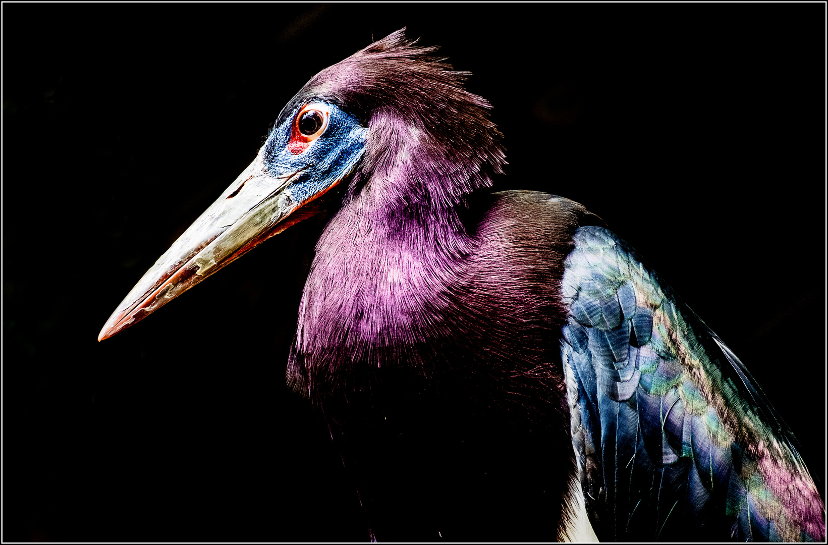 Der Vogel Foto & Bild | tiere, wildlife, wild lebende vögel Bilder auf ...