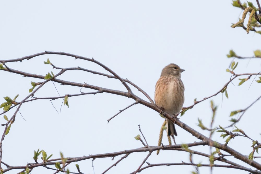 der Vogel II Foto & Bild | tiere, wildlife, wild lebende vögel Bilder ...