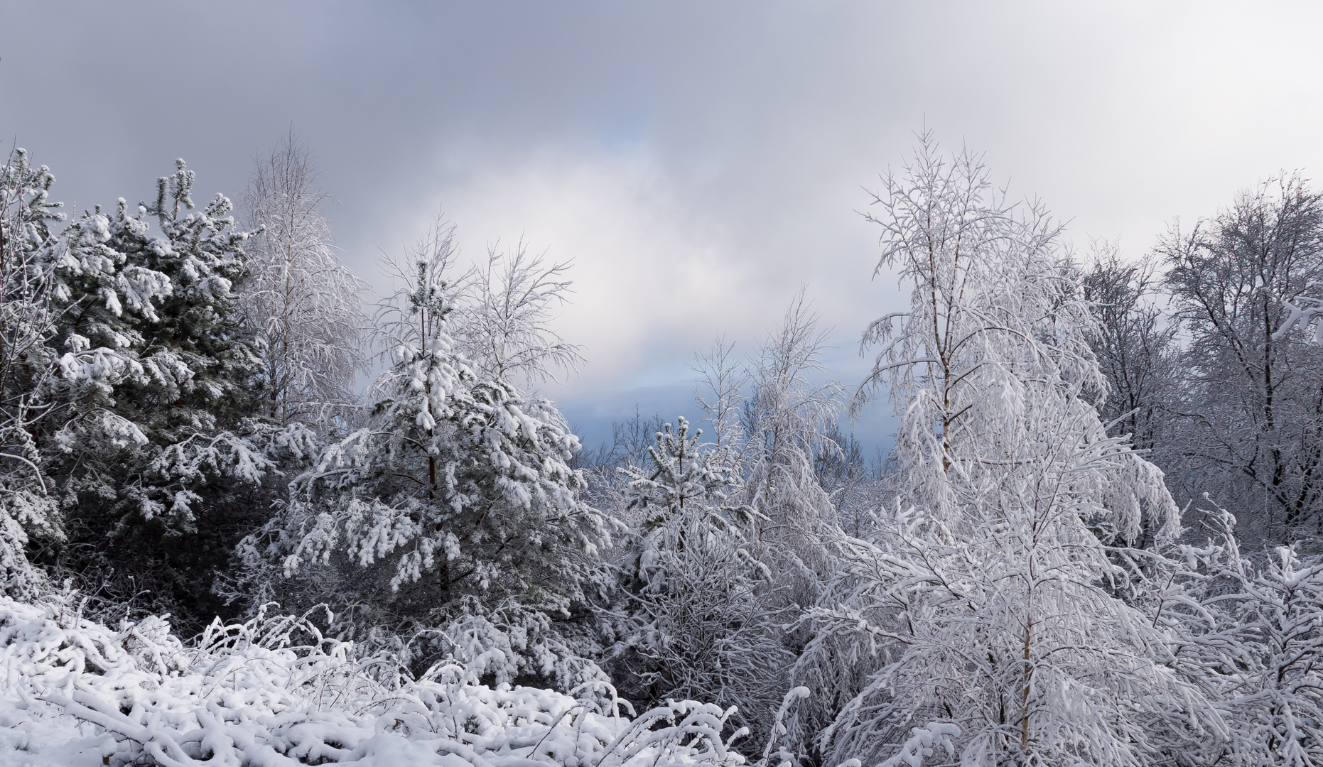 Der Vorhang geht auf... Foto & Bild | landschaft, jahreszeiten, winter ...