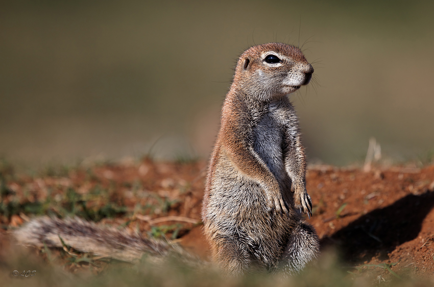 Der Wächter Foto & Bild | tiere, wildlife, säugetiere Bilder auf ...