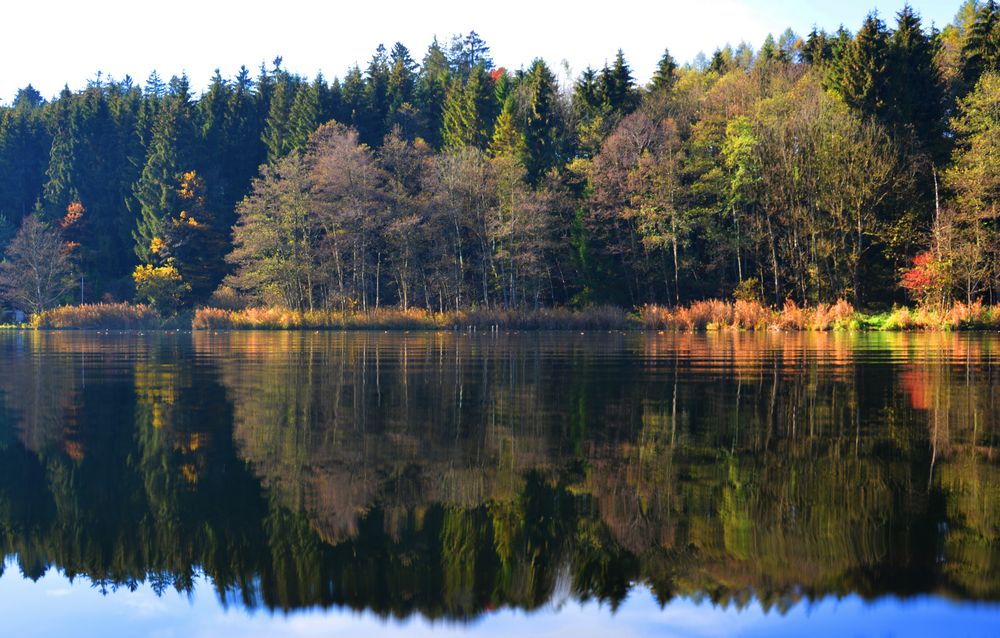 Der Wald am See Foto & Bild | wald, natur, see Bilder auf fotocommunity