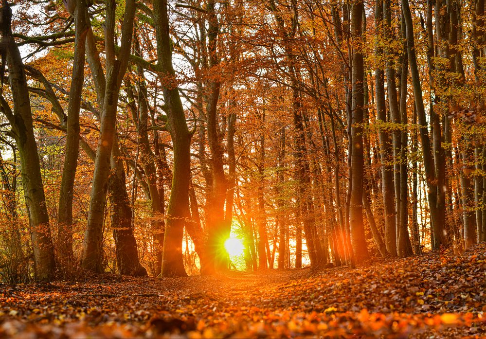 Der Wald im Herbst Foto & Bild | landschaft, jahreszeiten, herbst Bilder auf fotocommunity