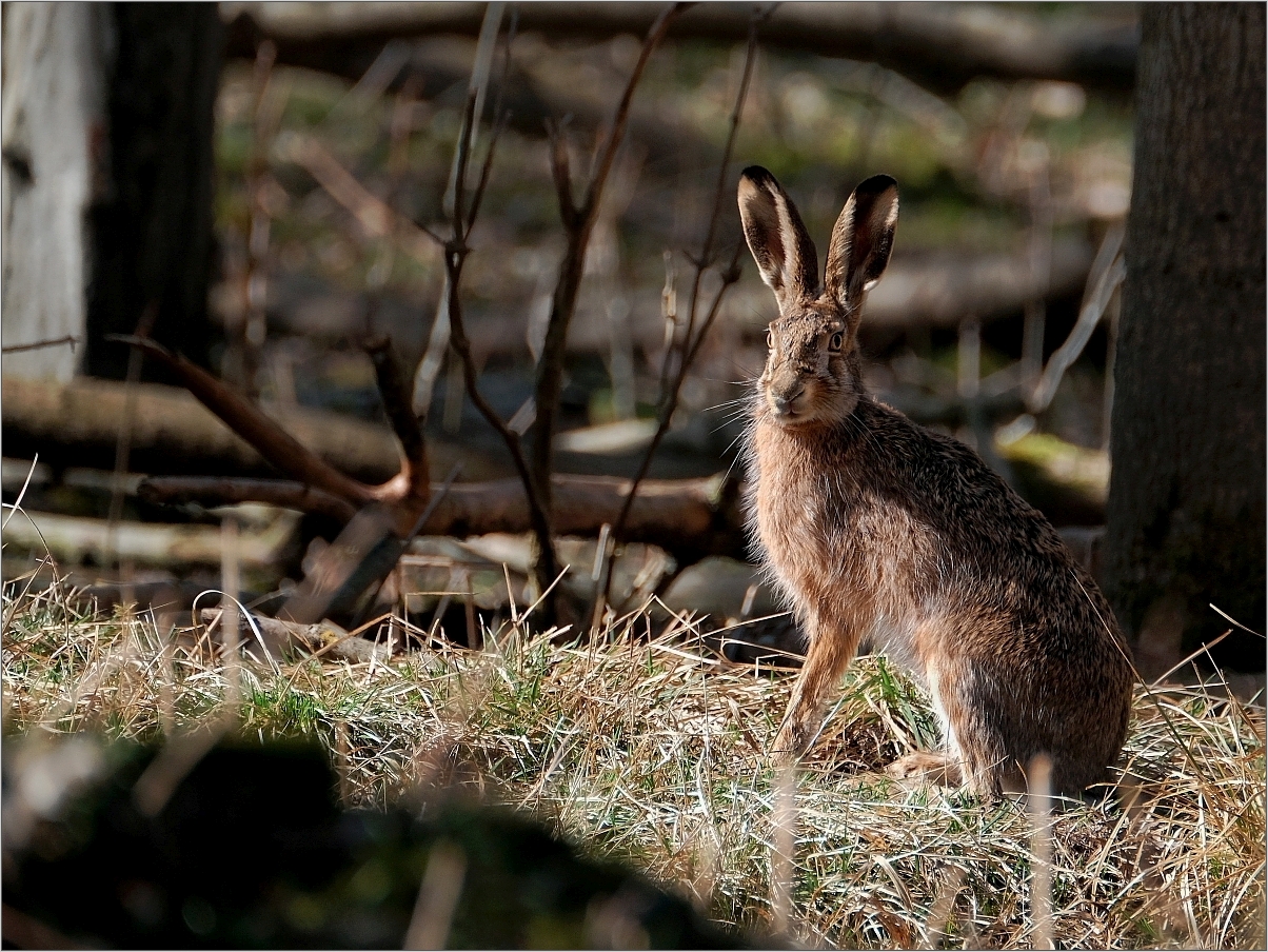 Der Waldhase Foto & Bild | tiere, wildlife, säugetiere Bilder auf ...