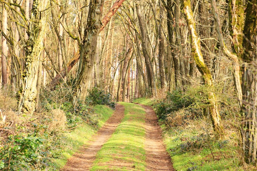 Der Waldweg Foto & Bild | landschaft, wege und pfade, fotos Bilder auf ...