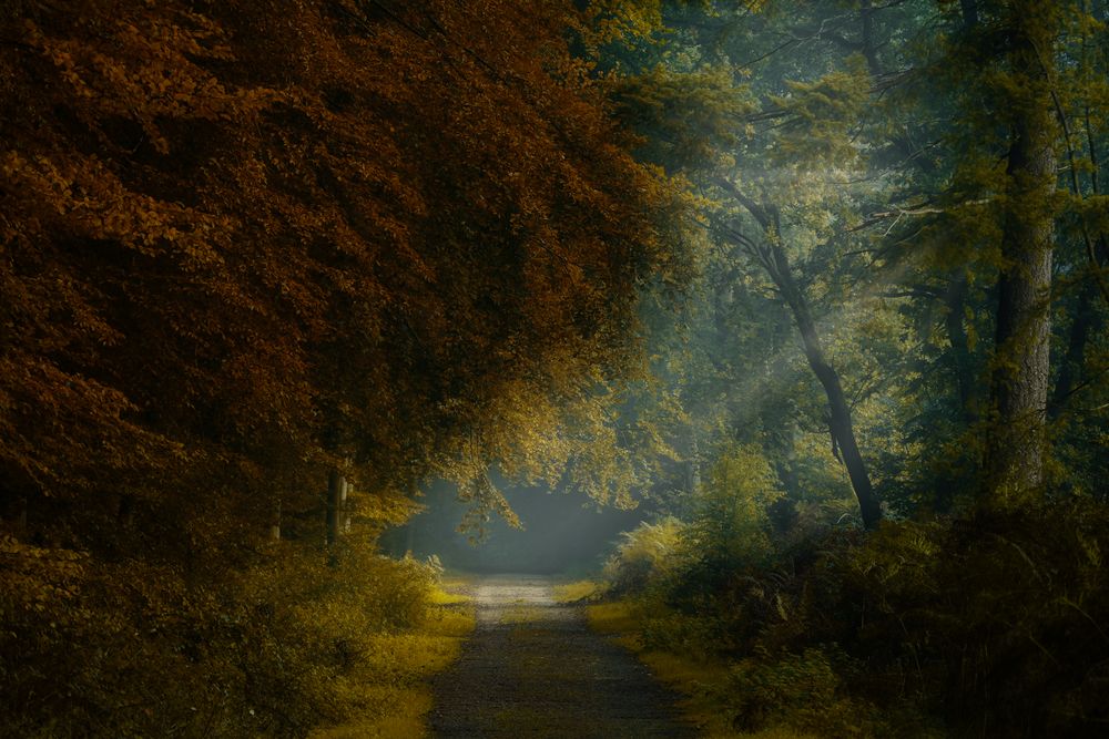 Der Waldweg Foto & Bild | landschaft, jahreszeiten, herbst Bilder auf fotocommunity