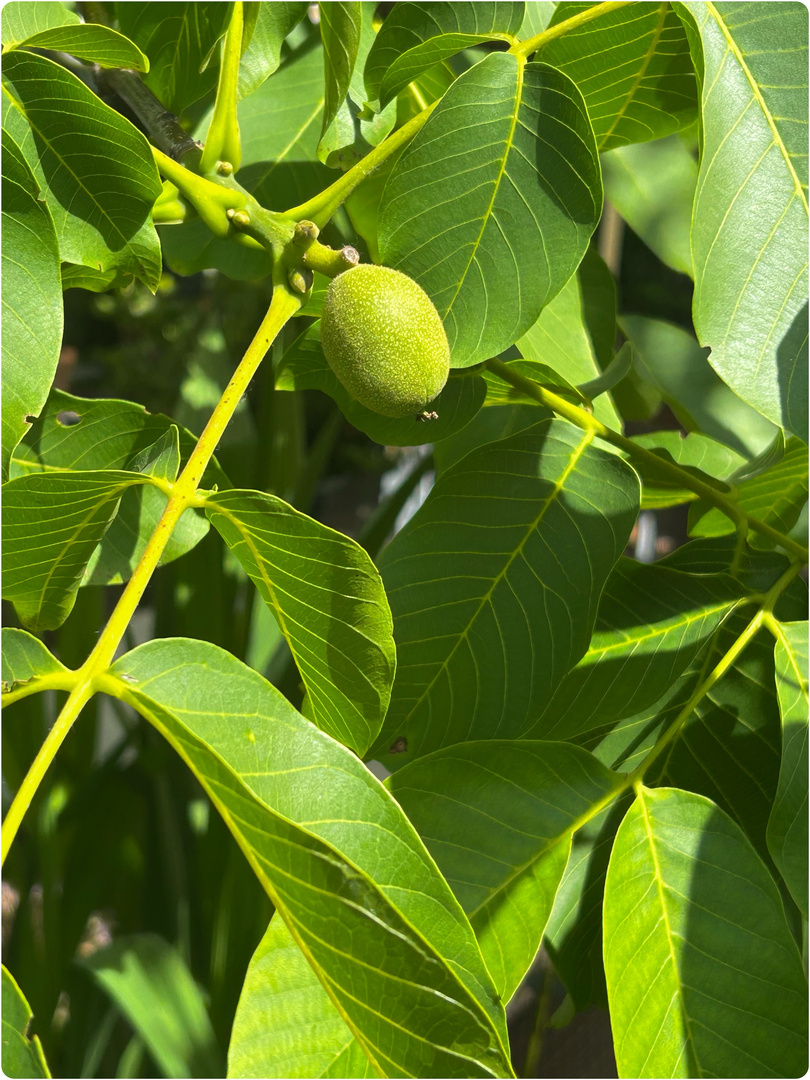 Der Walnussbaum Foto & Bild | sommer, bäume, natur Bilder auf fotocommunity