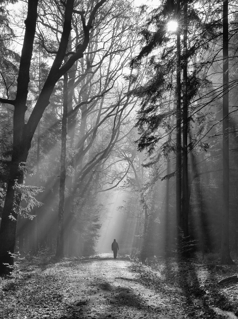 Der Wanderer... Foto & Bild | wald, outdoor, sonnenaufgang Bilder auf ...