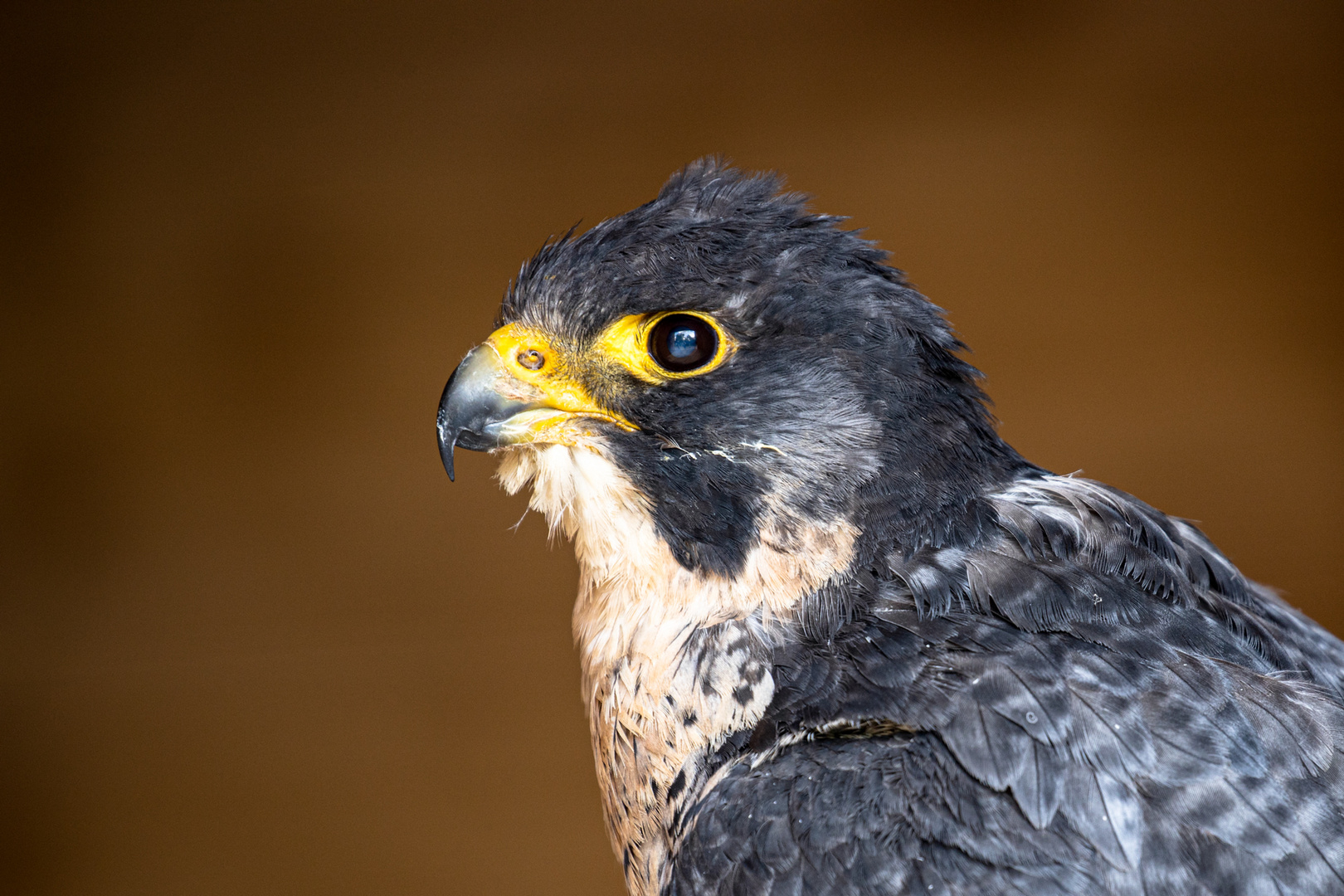Der Wanderfalke... Foto & Bild | tiere, zoo, wildpark & falknerei ...